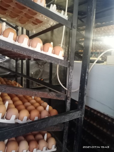 Arduino Nano 33 Iot Eggs Hatching Monitoring